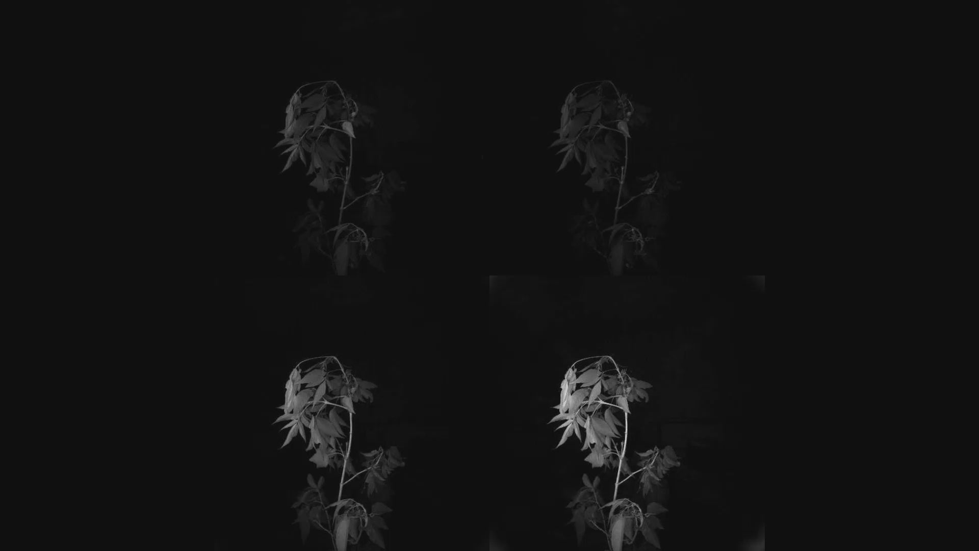 Example - Multispectral Video of a Plant – Spectral Devices